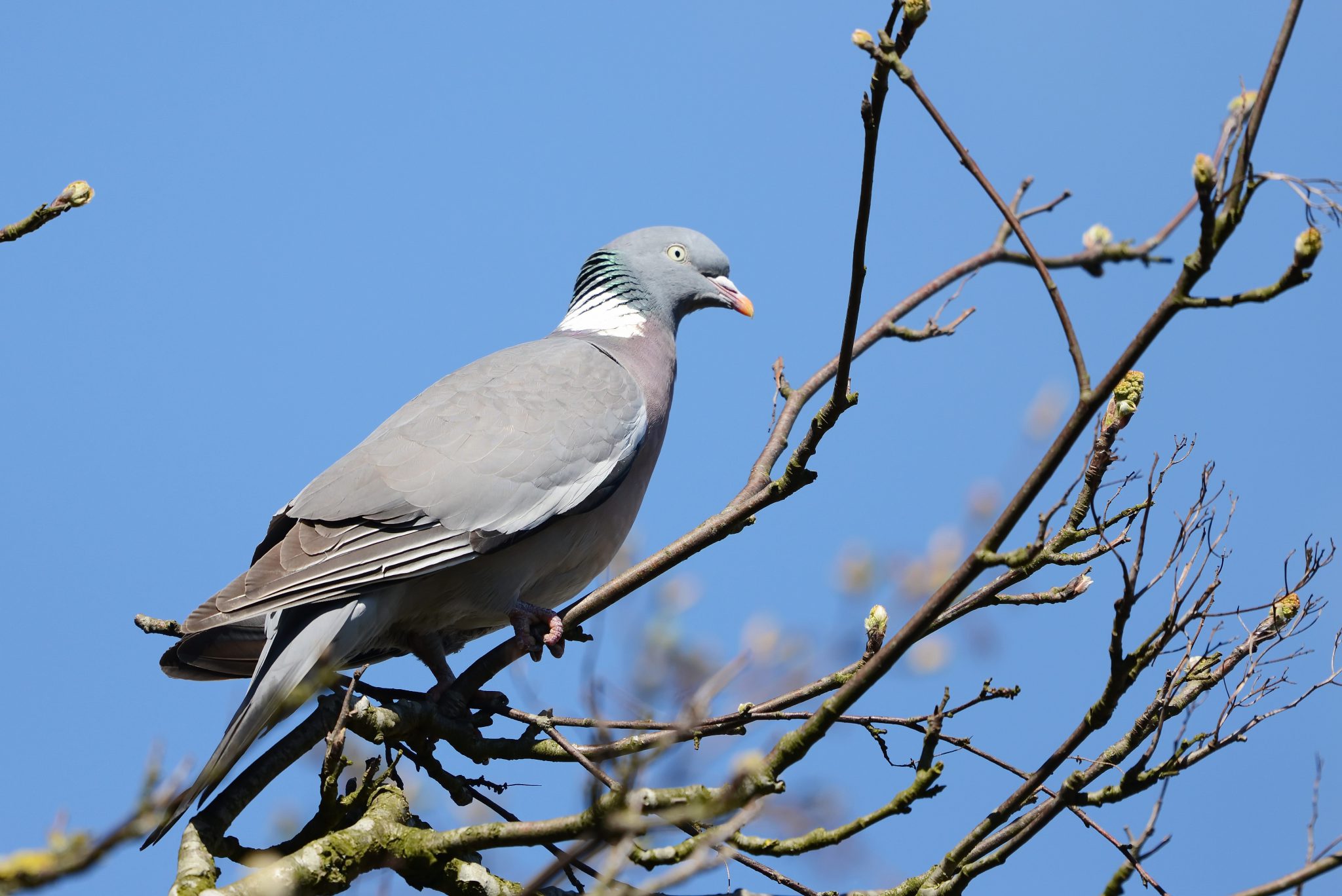 Vrijstellingen - De Faunabescherming